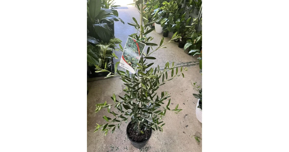 Olive Trees Sunshine Coast: Nursery Sunshine Coast & Brisbane