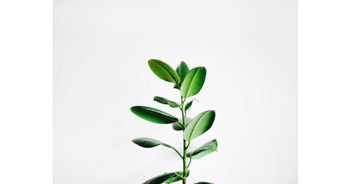 Best Pre-Emergent Crabgrass Preventers 2026: Timing by Zone, Soil Temps ...