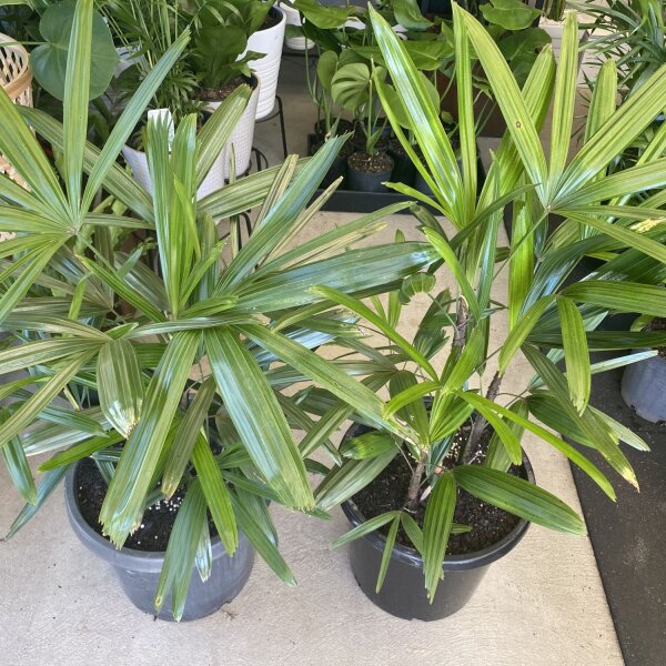 Rhapis Palm: Nursery Sunshine Coast Rhapis Palm: Nursery Sunshine Coast